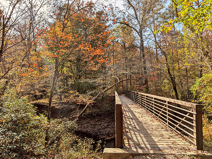 Autumn transforms this wooden bridge into nature's runway, where trees show off their seasonal collection of reds and golds to appreciative hikers below.