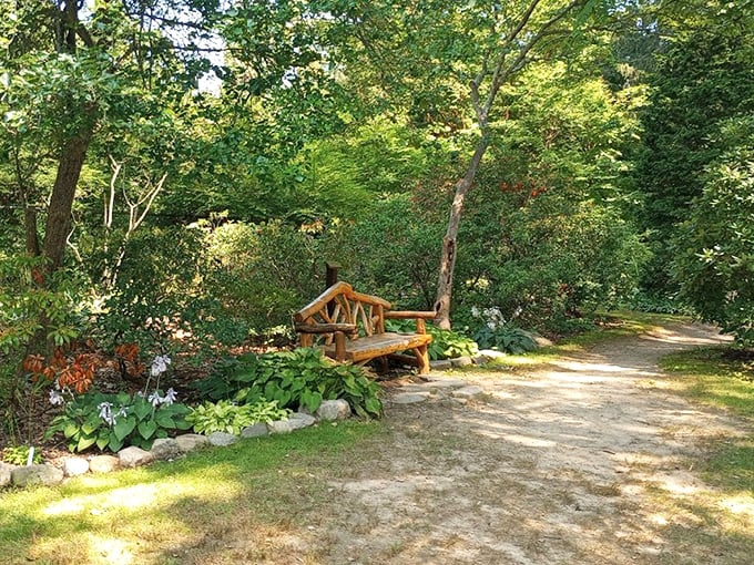 A rustic bench invites contemplation in this woodland garden, proving sometimes the best garden accessory is simply a place to sit and breathe.