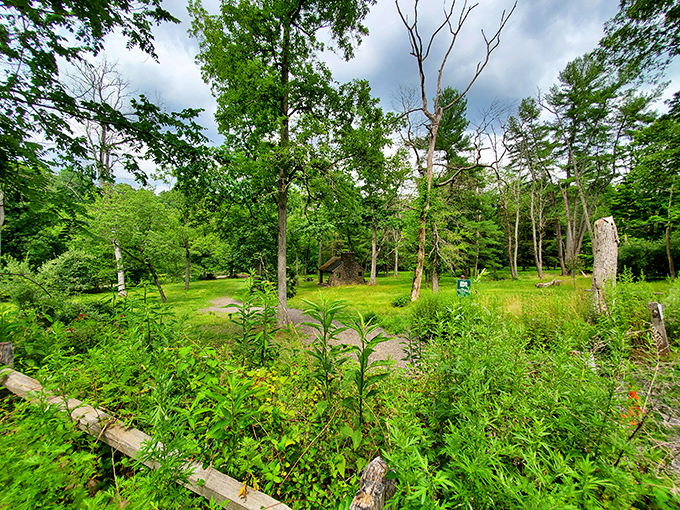 A clearing in the woods that practically begs for your picnic blanket. The trees have arranged themselves for optimal shade-to-sun ratio.