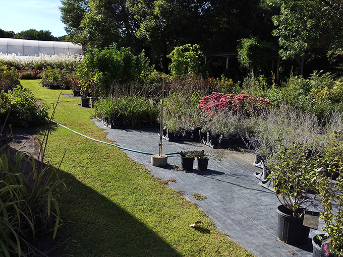 Yankton's nurseries showcase the prairie's surprising botanical diversity, where careful cultivation transforms ordinary backyards into personalized Eden-like retreats.