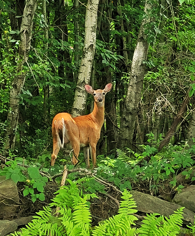 "Excuse me, did I interrupt your hike?" This curious deer reminds us whose home we're visiting when we explore Prompton's lush trails.