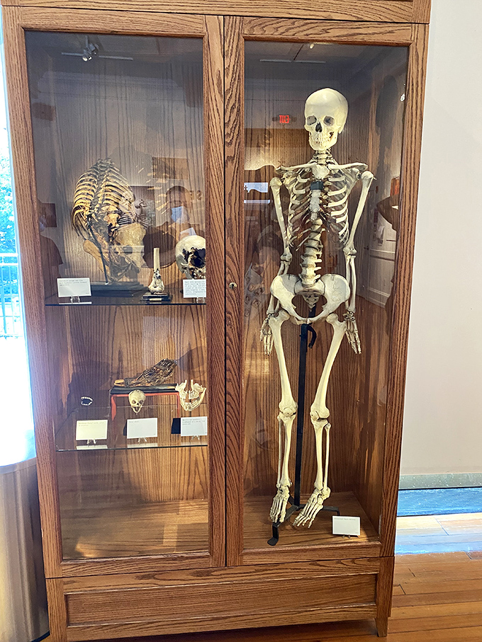 This skeleton display case might be the only place where you can contemplate your own mortality while admiring impeccable Victorian cabinetry.