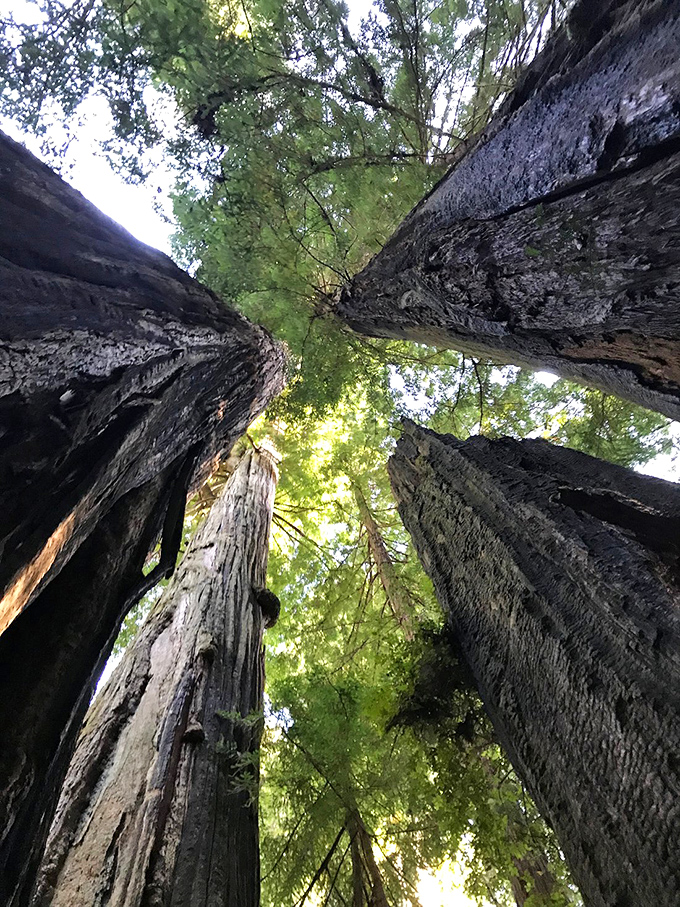 Look up until your neck hurts, then look up some more. These redwood cathedrals make you whisper even when no one's asked you to.