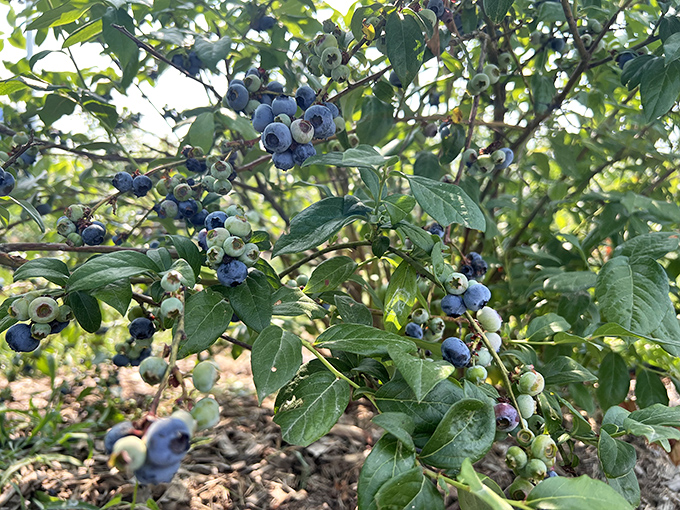 Fresh blueberries on the bush, each one a tiny burst of summer waiting to stain your fingers purple.
