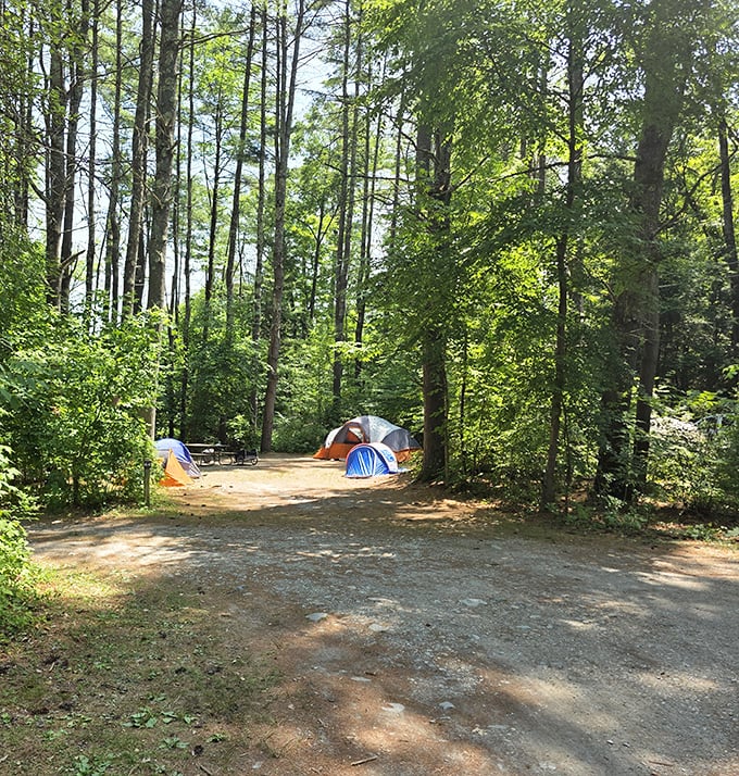 Home sweet temporary home. Bomoseen's secluded campsites nestle among towering pines, offering the perfect balance of wilderness and accessibility.