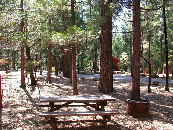 The campground offers peaceful sites among the pines. Just you, a picnic table, and stars that seem close enough to touch.