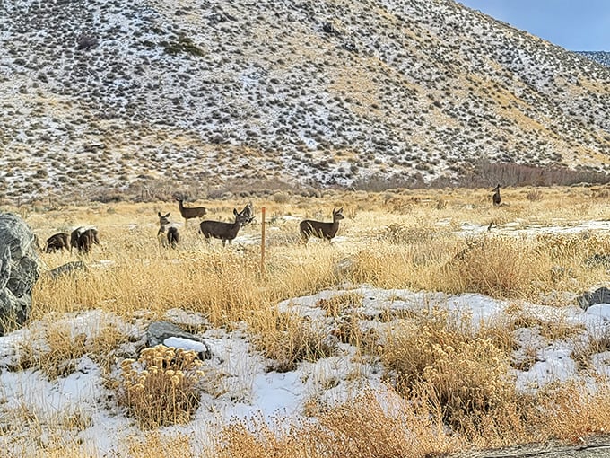 Desert neighbors! These mule deer have mastered the art of blending in while simultaneously posing perfectly for your vacation slideshow.