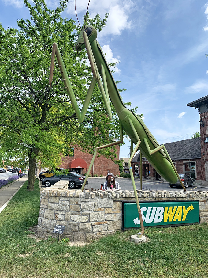 Even Subway customers get the bonus of dining near celebrity &ndash; KokoMantis has never once asked for a free sandwich.