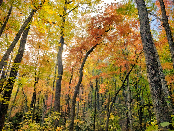 Nature's autumn wardrobe on full display. These trees dressed in their October finest make you wonder if they're competing for a forest fashion award. 