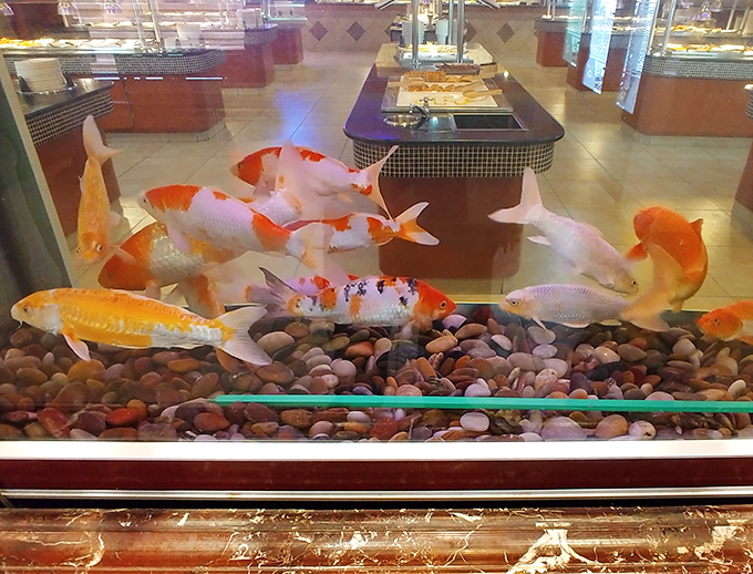 Koi fish swimming blissfully unaware they're the only seafood in the building not destined for someone's plate.