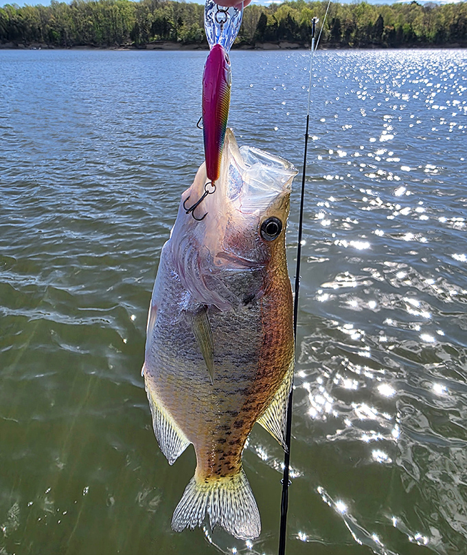 The universal fishing face: equal parts triumph and surprise. This catch will grow three inches larger with each retelling at dinner. 
