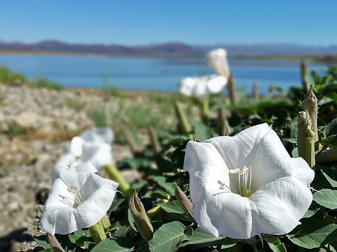 Desert wildflowers frame the perfect lake view. These delicate white blooms remind us that beauty thrives even in the harshest environments.