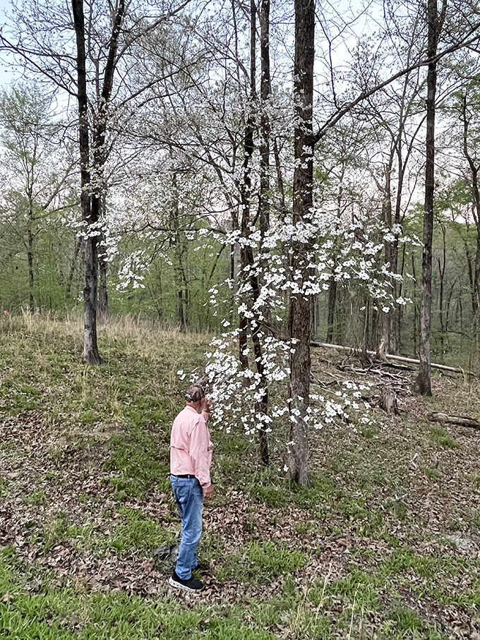 Spring's most elegant performance, where dogwood blossoms transform ordinary forest walks into scenes worthy of a classic painting. 