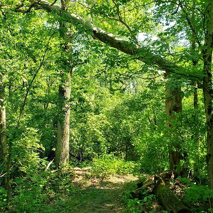 Sunlight filters through this emerald canopy, creating nature's stained glass cathedral where bird songs replace hymns.