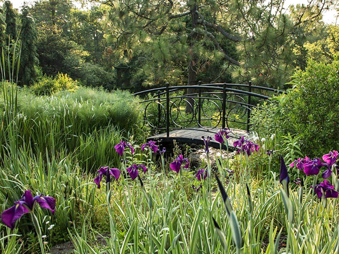 Bridge over tranquil waters, surrounded by purple iris sentinels. Even Monet would put down his paintbrush to simply stare.