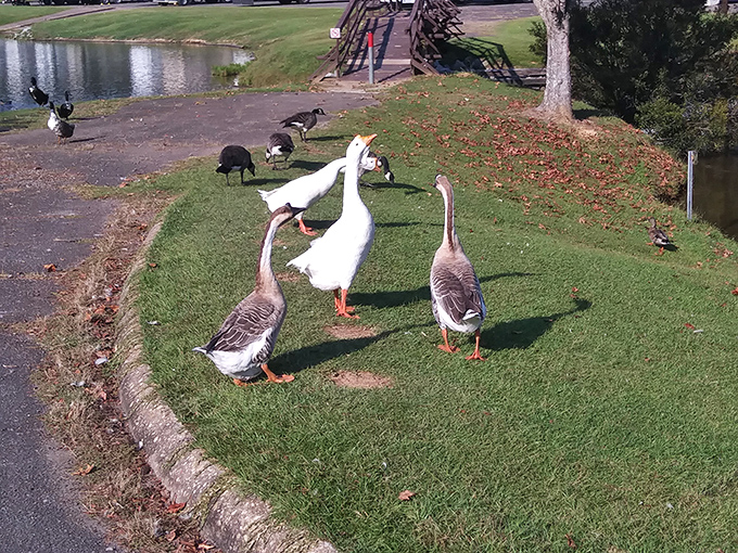 The park's unofficial welcoming committee struts their stuff. These geese have mastered the art of looking simultaneously majestic and slightly judgmental of your picnic choices.