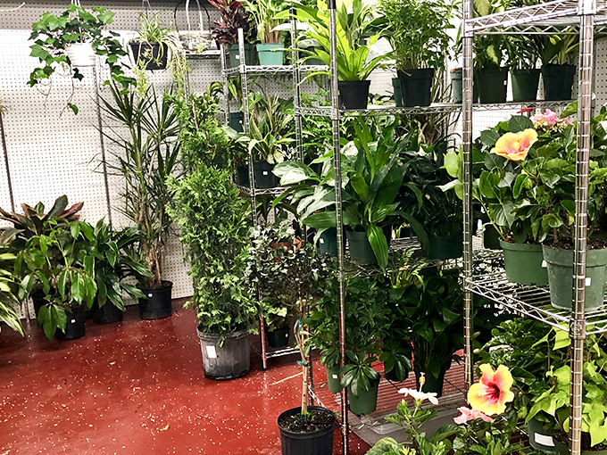The impromptu jungle where apartment dwellers find their green companions. That hibiscus is practically shouting, "Take me home and talk to me daily!"