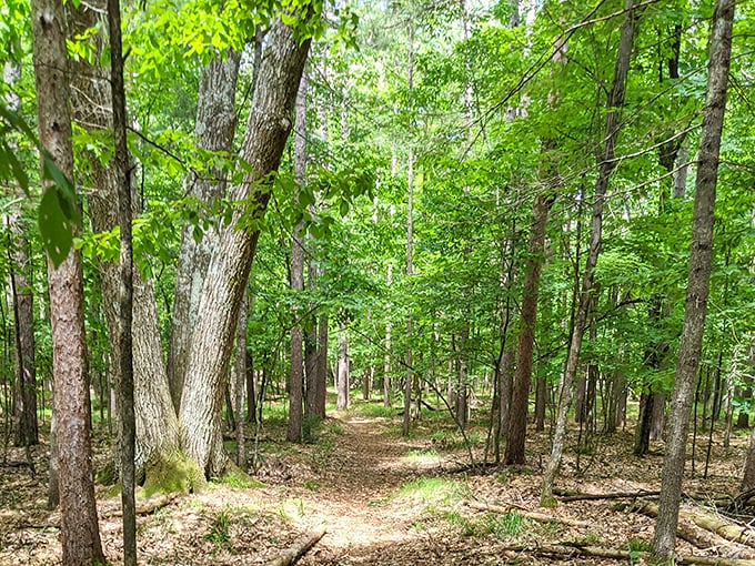 The forest floor tells its own quiet story &ndash; of seasons past, creatures present, and the simple joy of crunching leaves beneath your boots.