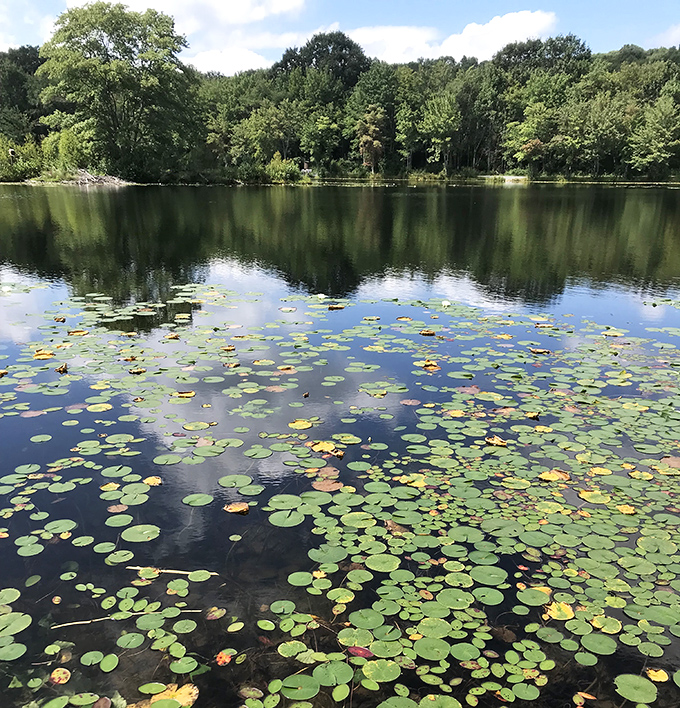 Lily pads dot the lake's surface like nature's own connect-the-dots puzzle, creating a pattern more soothing than any meditation app.