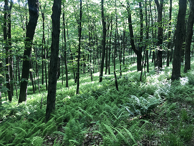 Ferns creating nature's plush carpet beneath towering trees. This verdant forest floor looks like something straight out of a fairy tale.