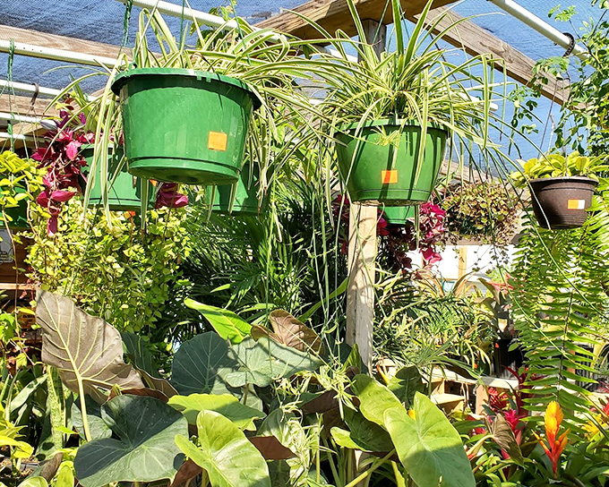 A jungle of hanging plants that transforms any home into a lush retreat. No green thumb required&mdash;just add water and sunshine.