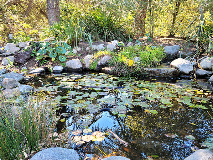 Water lilies and carefully placed rocks transform this pond into a living painting. Monet would have set up his easel here for months.