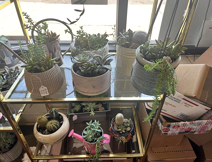 These succulents and cacti, displayed like tiny desert jewels, offer apartment dwellers the chance to parent plants that forgive occasional neglect.