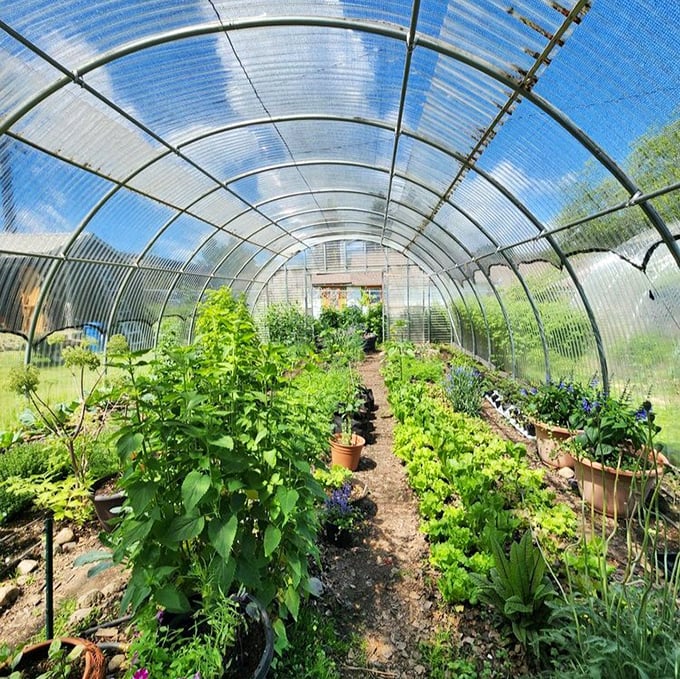From garden to table in mere steps – this greenhouse supplies the fresh herbs and vegetables that make Café Regis dishes sing with flavor.