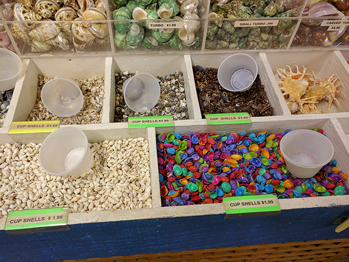 Seashell sensation! Nature's perfect souvenirs, meticulously sorted and priced, saving you from that awkward "why is there sand in your suitcase?" conversation at airport security.