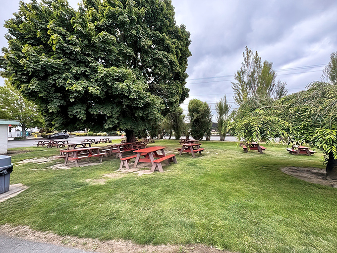 A grove of picnic tables awaits beneath trees that have witnessed decades of first dates, family outings, and "I can't believe I ate the whole thing" moments.