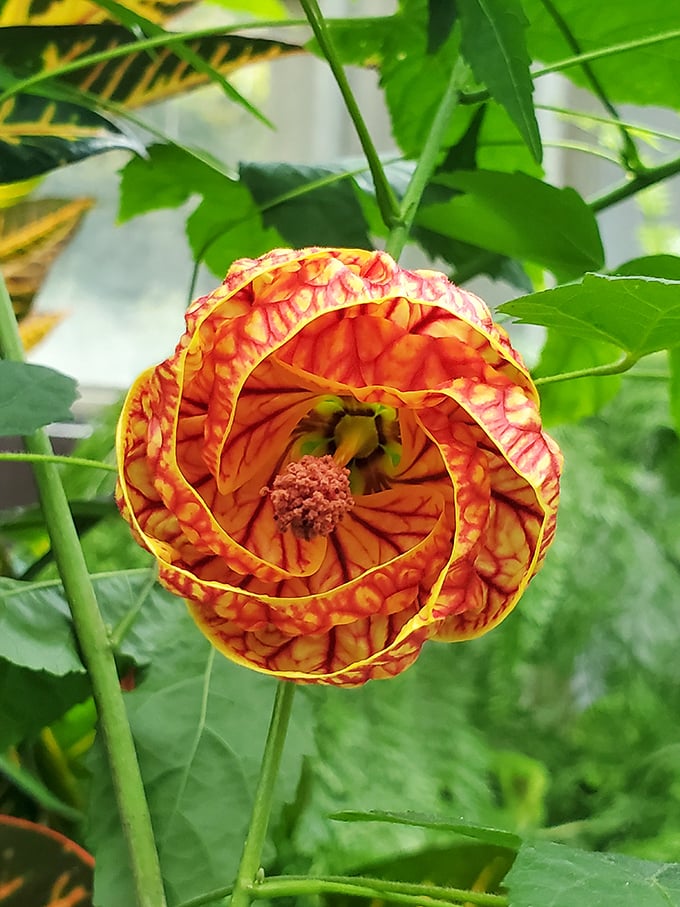Inside the conservatory, exotic blooms like this ranunculus show off patterns that seem almost too intricate to be real.