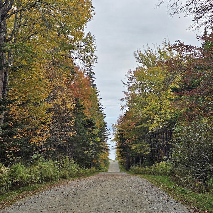 Fall's fiery display frames this path like nature's own red carpet, inviting you deeper into the woods.