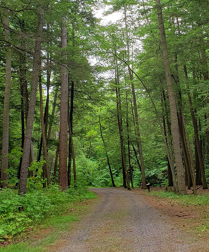 The path less traveled beckons with fifty shades of green, leading deeper into a forest that seems to breathe with ancient wisdom.