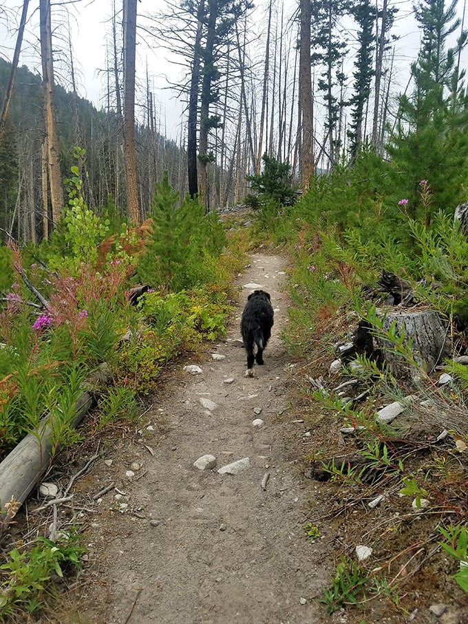 The best conversations with yourself happen on trails like this, where a four-legged friend leads the way through nature's quiet therapy session.