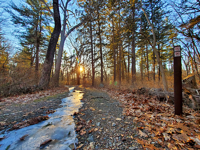 Golden hour on the trail—when the forest looks like it's been lit by the same team that does the Oscars.