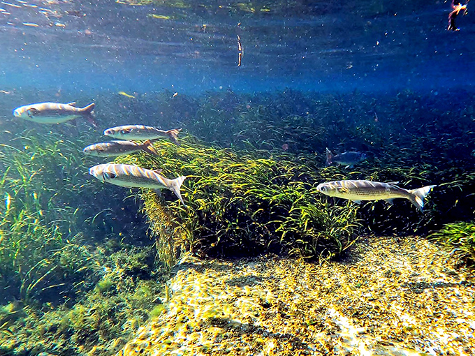 Nature's aquarium doesn't need glass walls or artificial lighting. These fish are swimming through their own perfectly designed ecosystem.