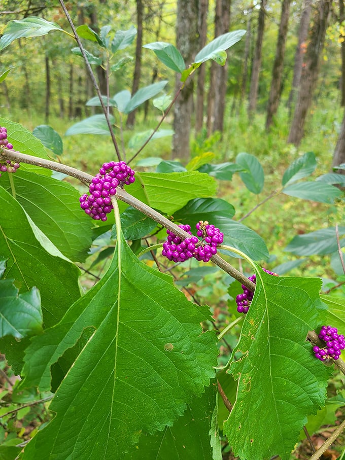 Wild American beautyberries add splashes of purple to the forest palette &ndash; nature's way of accessorizing even the most remote corners.