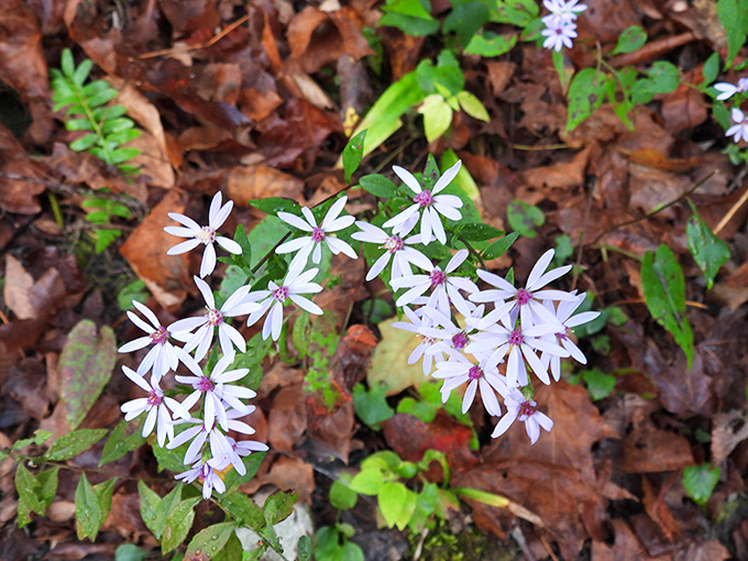 Nature's confetti &ndash; delicate wildflowers transform the forest floor into a celebration of spring that no party planner could match.
