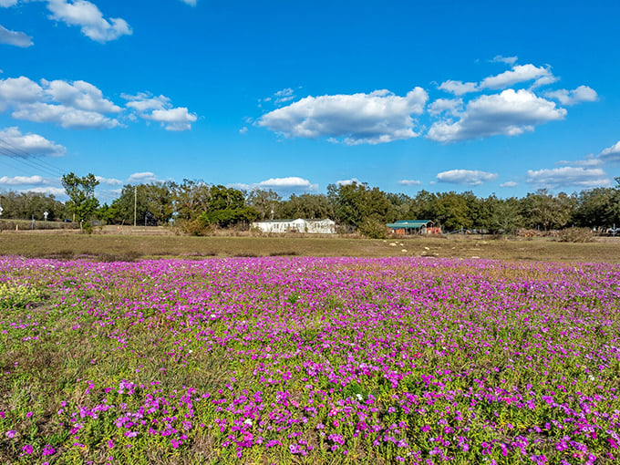 Nature's own art show: wildflowers carpet the fields with vibrant purple blooms, a seasonal spectacle with no ticket required.