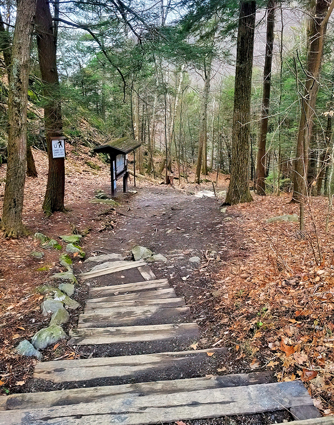 These wooden steps, worn smooth by countless adventurers before you, lead down to Massachusetts' highest single-drop waterfall like breadcrumbs to treasure.