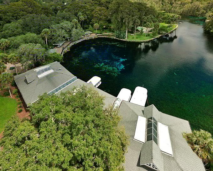 Silver Springs' natural pool reveals depths so crystal-clear it seems impossible, surrounded by lush Florida wilderness waiting to be explored.