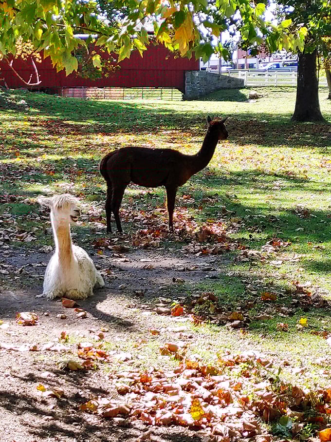 "Just hanging out by this historic landmark, no big deal." The alpacas add their own quirky charm to the pastoral scene.