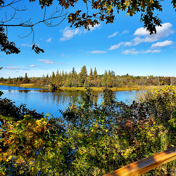Wildlife sanctuary trails wind through nature's playground where admission stays permanently free. 
