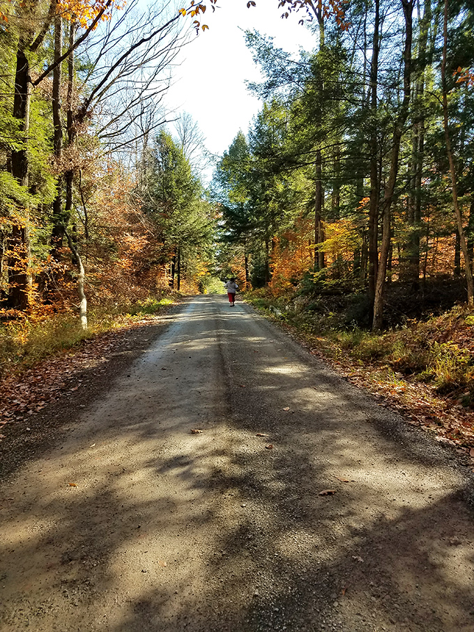 Autumn paints this forest path with golden light, creating the perfect backdrop for contemplative walks or impromptu leaf-kicking competitions.