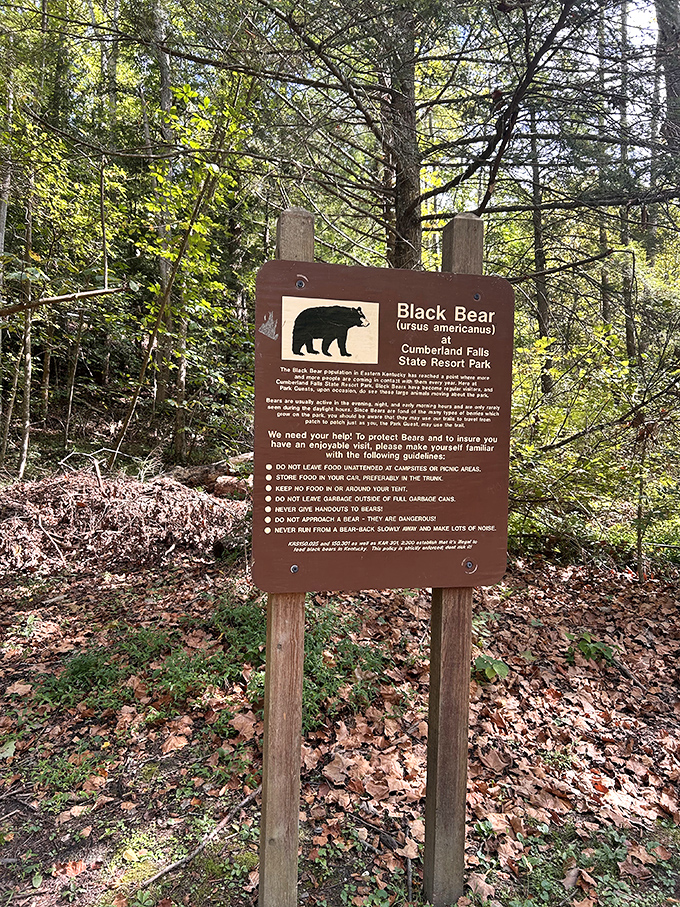 This sign politely reminds you that bears have first dibs on these woods, and they didn't pack lunch.
