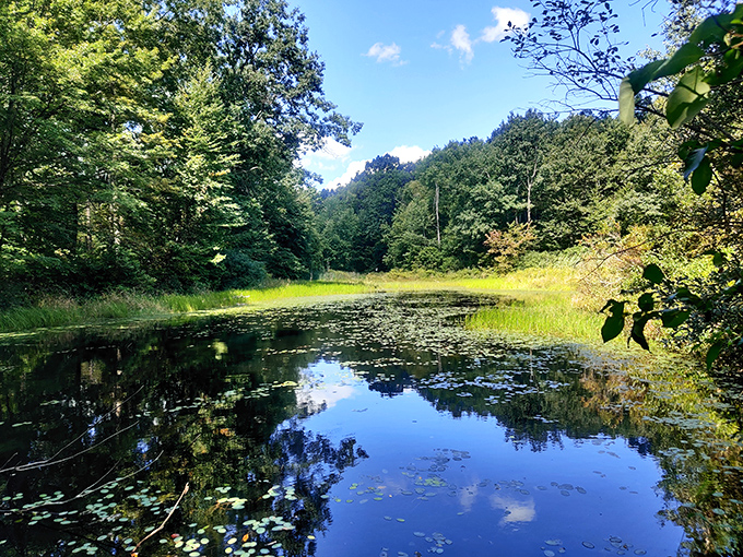 Boyd Woods Sanctuary's reflective waters mirror the sky so perfectly you'll wonder which way is up&mdash;existential crisis optional.