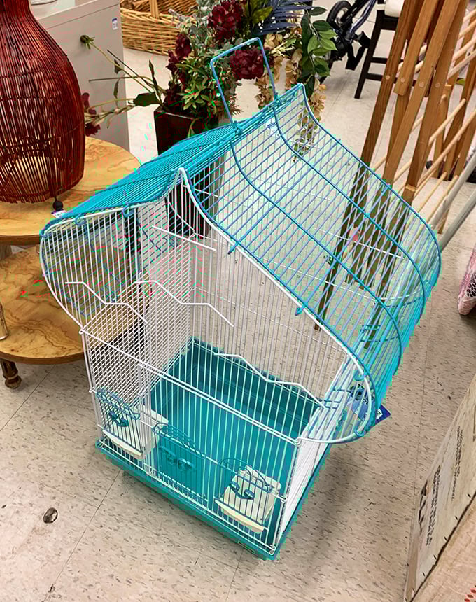 Even a turquoise birdcage finds new life here, proving one person's attic clutter is another's perfect pet home.