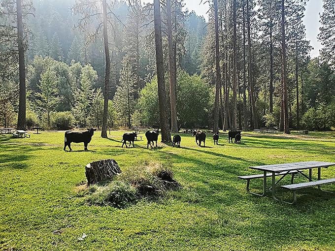 Unexpected meetup at the meadow – where local cattle demonstrate proper free-range relaxation techniques.