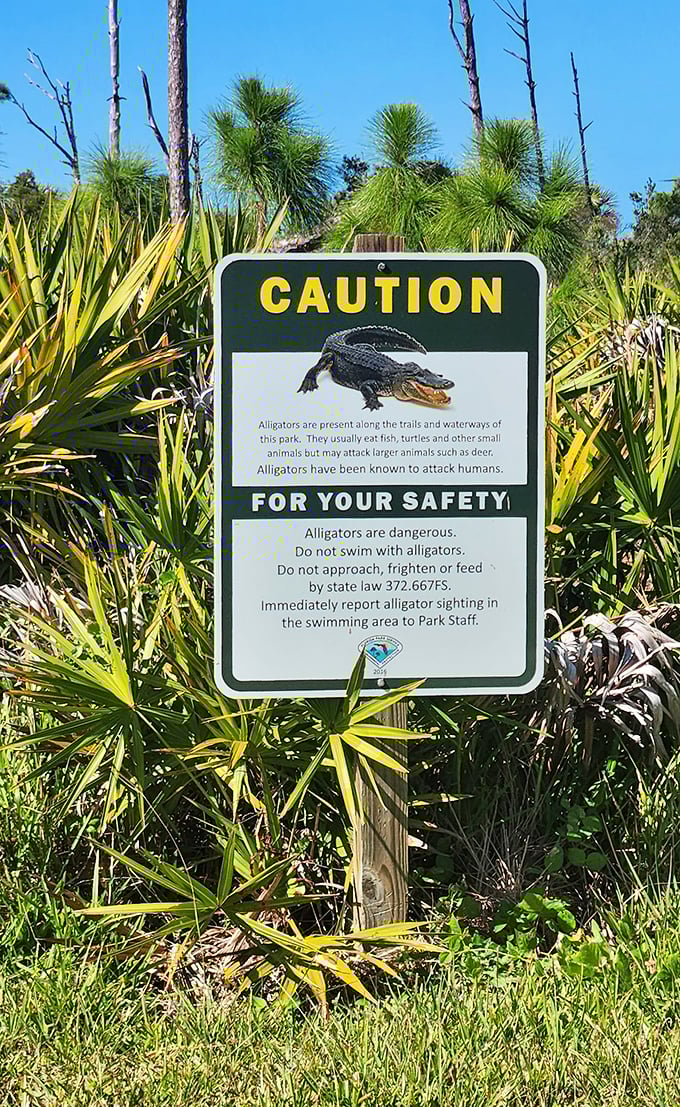 Florida's reality check – a reminder that this paradise is shared with prehistoric residents who deserve their space.