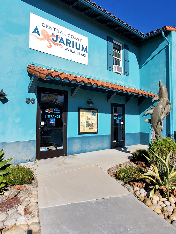 The Central Coast Aquarium's vibrant blue exterior matches the ocean it celebrates. Small but mighty, it's where kids fall in love with marine science.